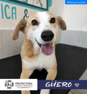 Perros en adopción - Protectora Nacional de Animales